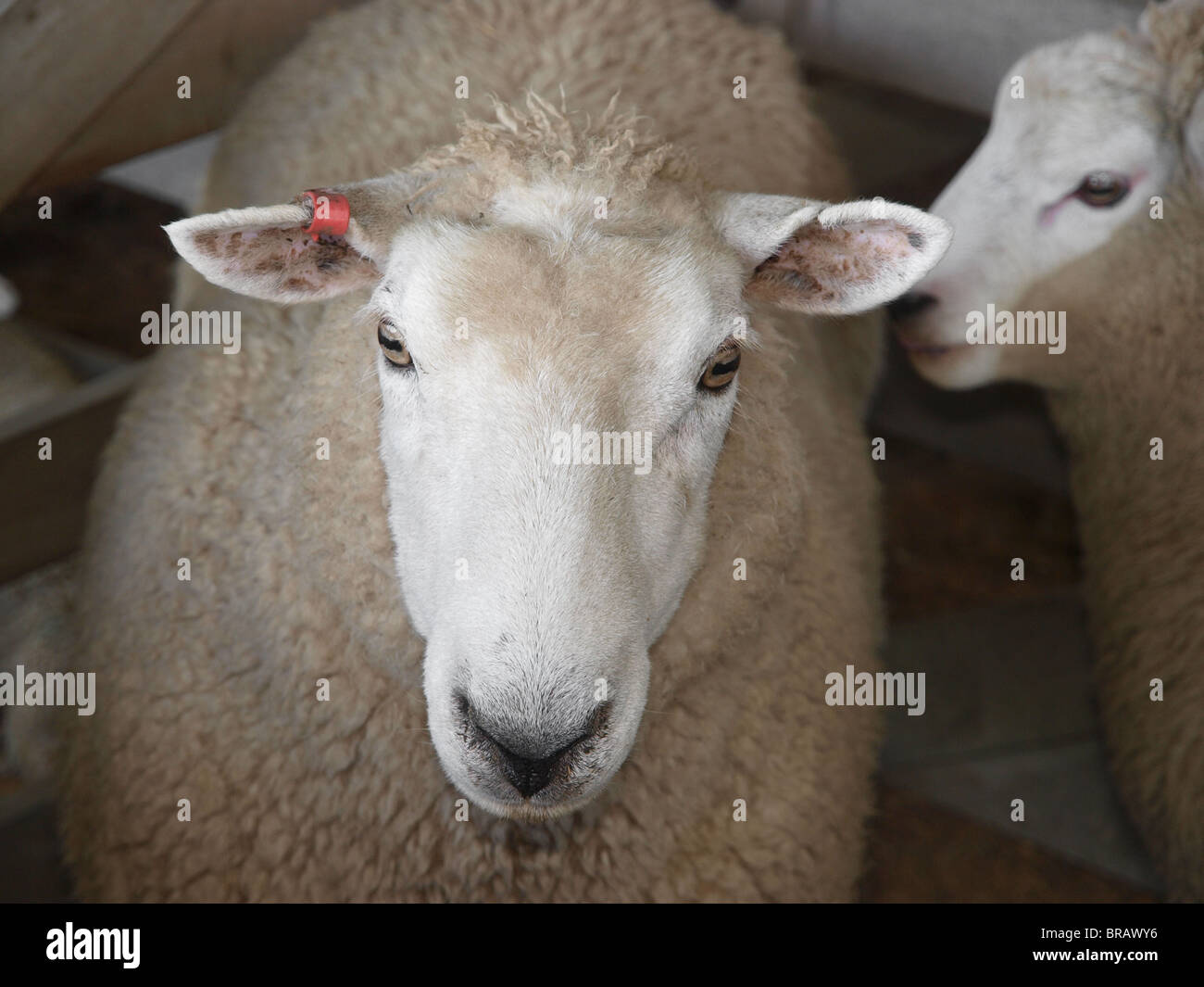 Ewe milk hi-res stock photography and images - Alamy