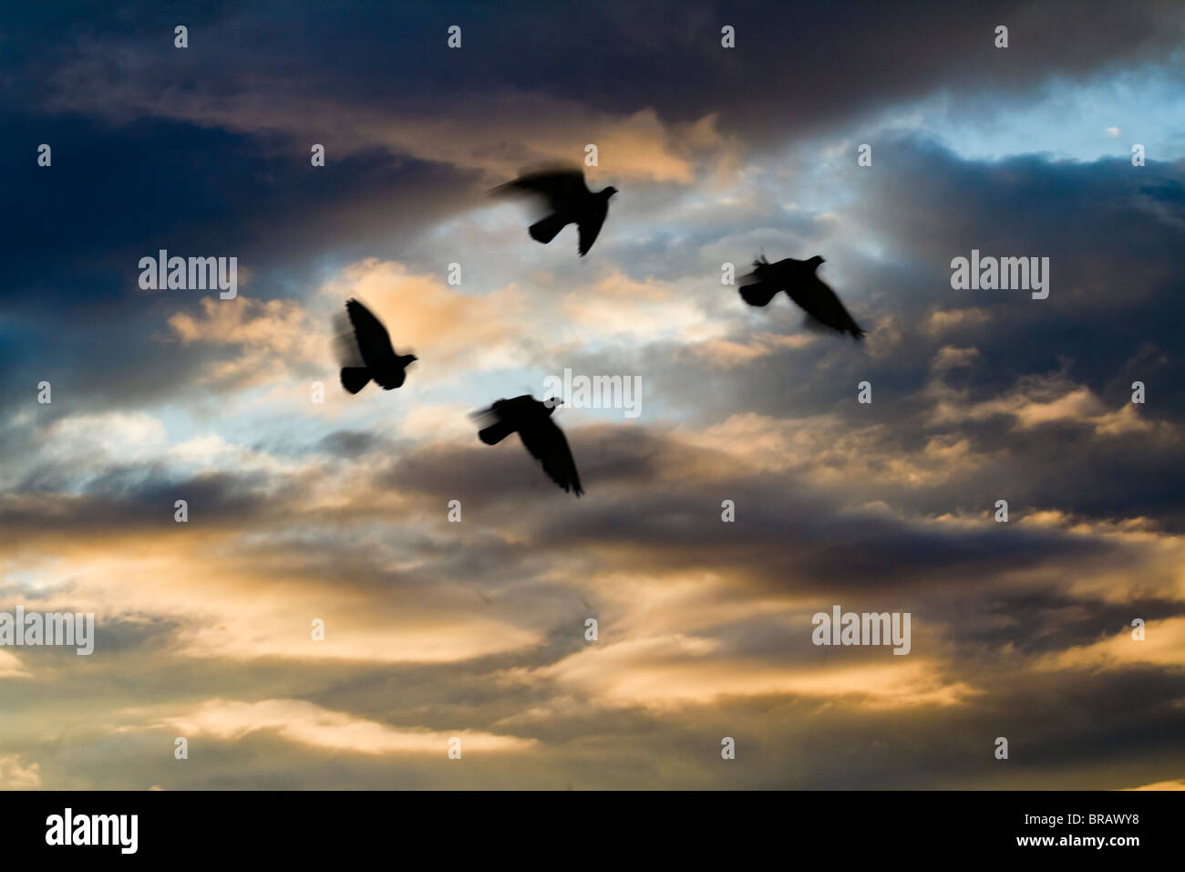 Dramatic birds hi-res stock photography and images - Alamy