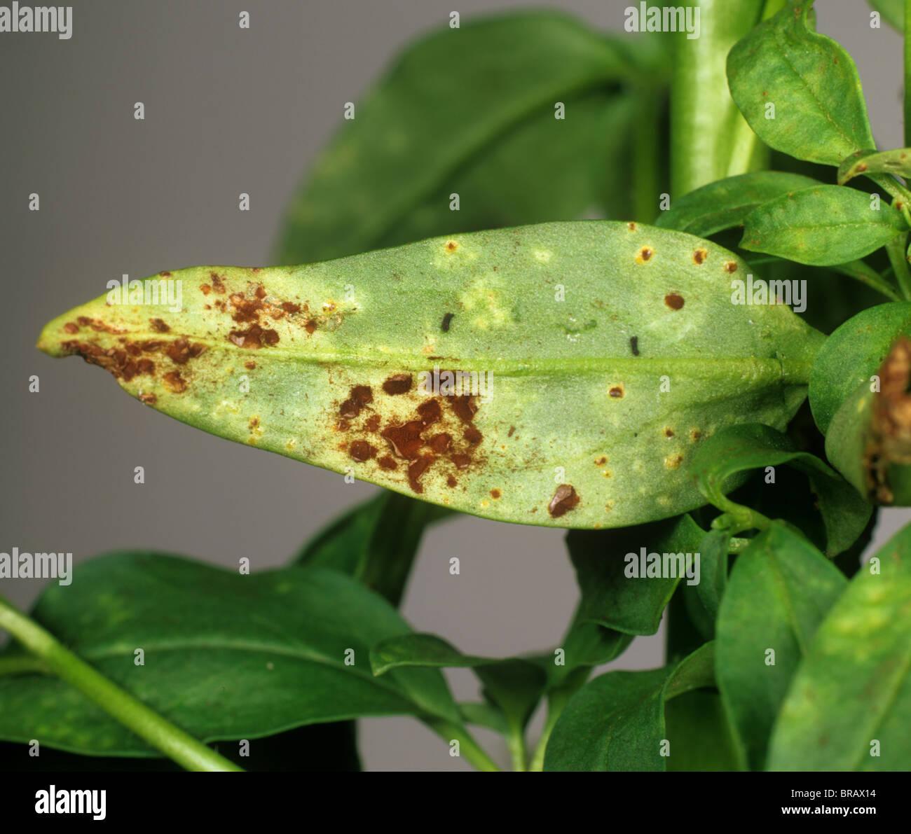 Antirrhinum rust hi-res stock photography and images - Alamy
