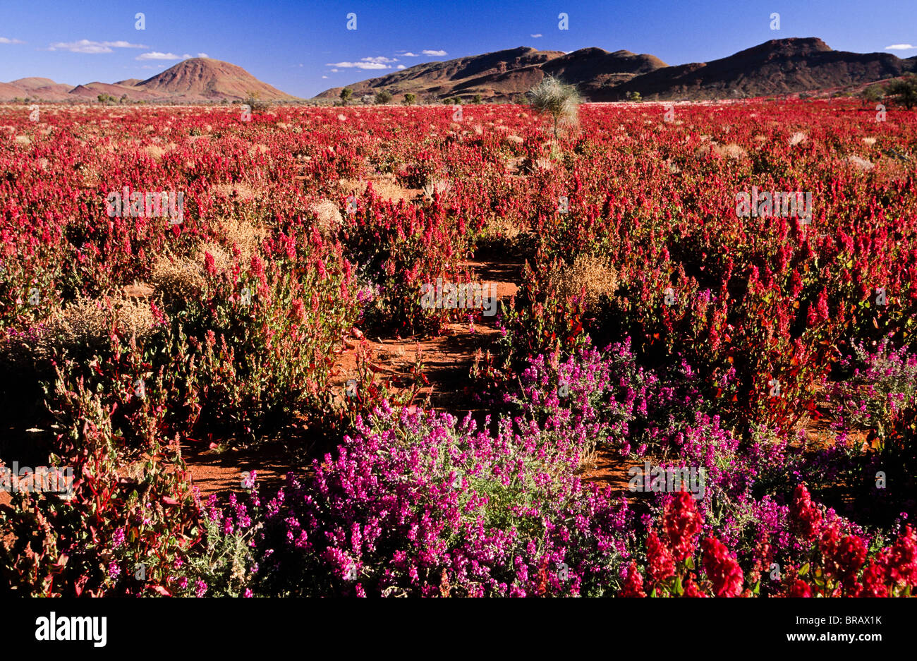 Wildflowers along Gunbarrel Highway, Musgrave Ranges, Central Australia ...