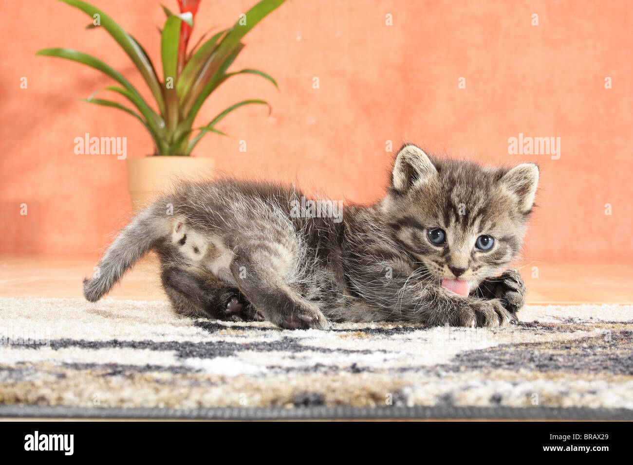 tabby kitten - lying on a carpet Stock Photo - Alamy