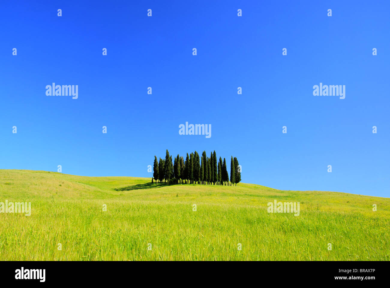 Wald toskana hi-res stock photography and images - Alamy