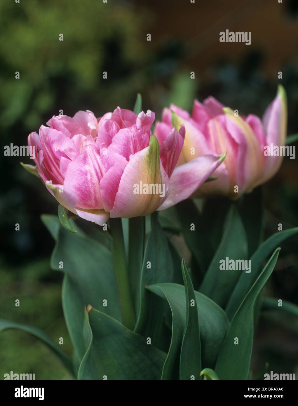 Flowers of Tulip 'Peach Blossom' Stock Photo - Alamy