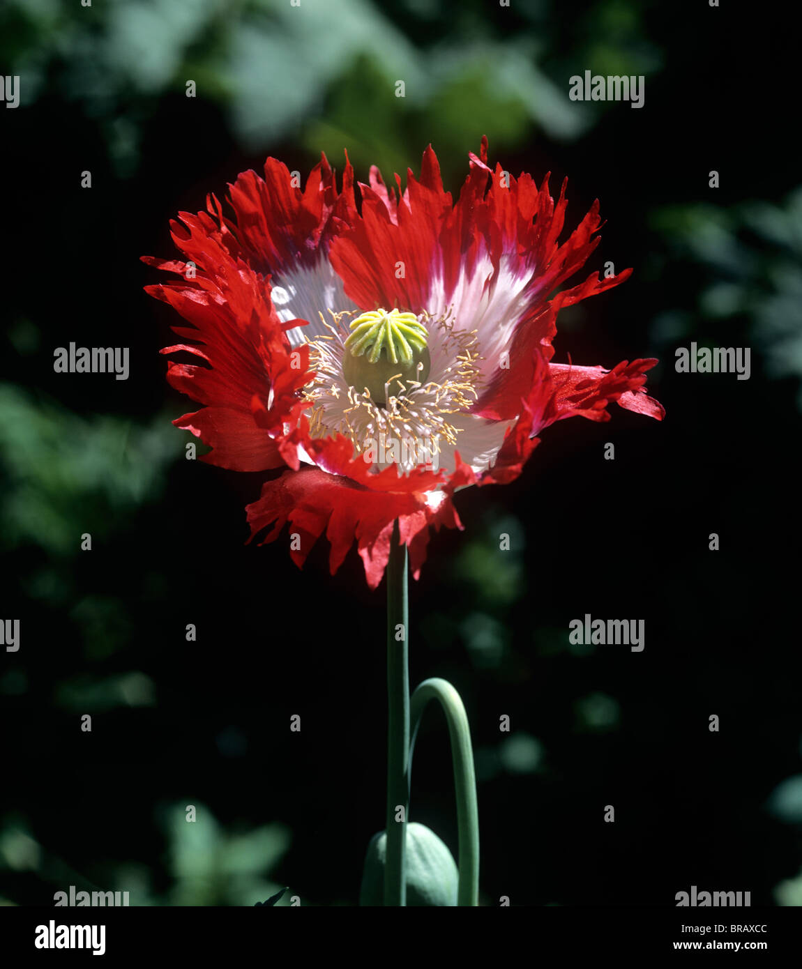 Ragged poppy hi-res stock photography and images - Alamy