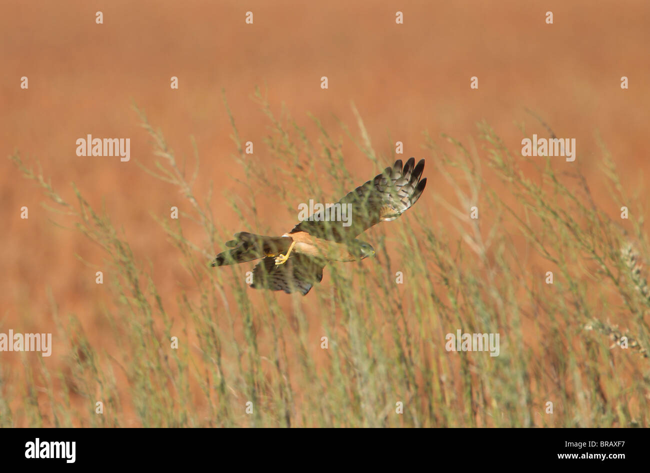Montagu harrier Circus pygargus hunting whilst on migration Stock Photo ...