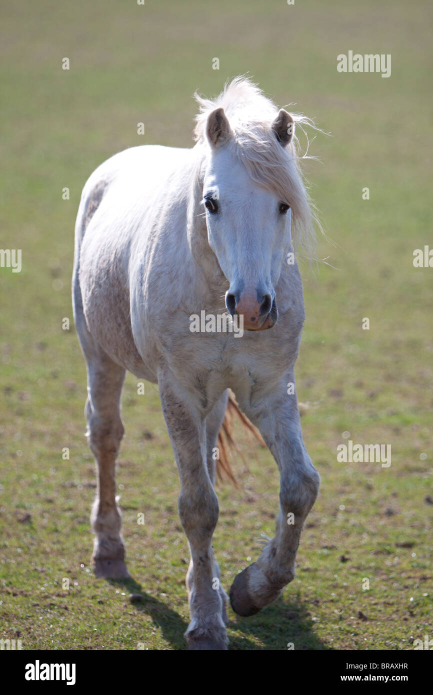 A beautiful grey Welsh Mountain pony stallion Stock Photo - Alamy