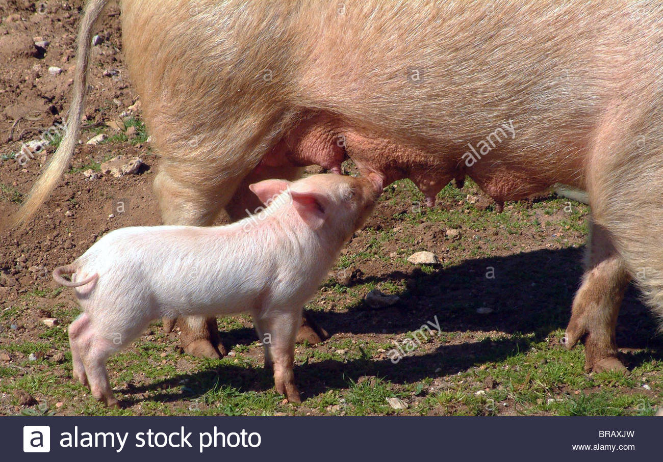 Fattening Pigs Feeding High Resolution Stock Photography and Images - Alamy