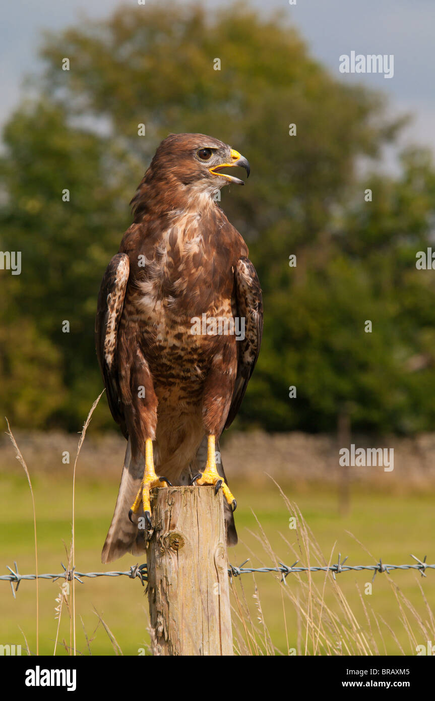 Buzzard fence hi-res stock photography and images - Alamy