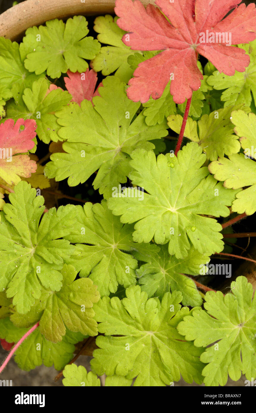 Geranium macrorrhizum hi-res stock photography and images - Alamy