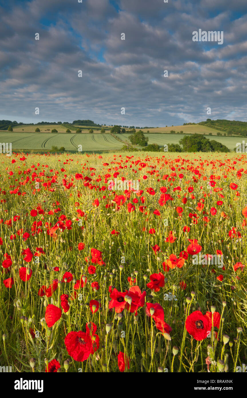 Poppy field in cotswolds england hi-res stock photography and images ...