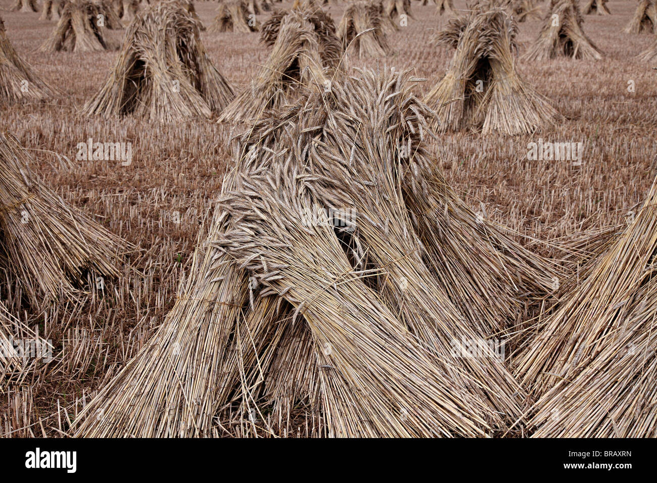 Awned Wheat cut with a binder and stooked in the field to dry Stock ...