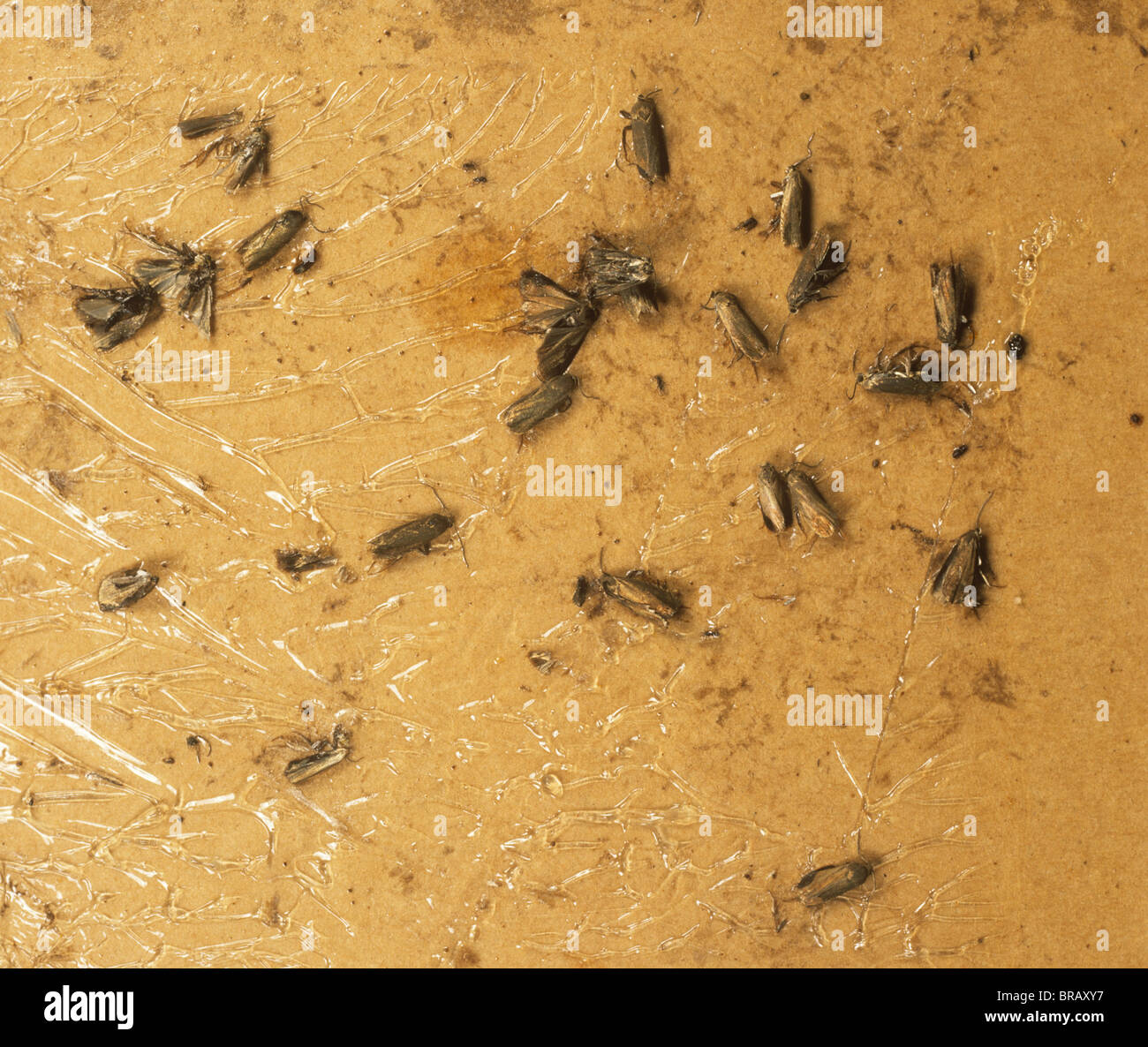 Male pea moths (Cydia nigricana) caught in a pherome trap to assess ...
