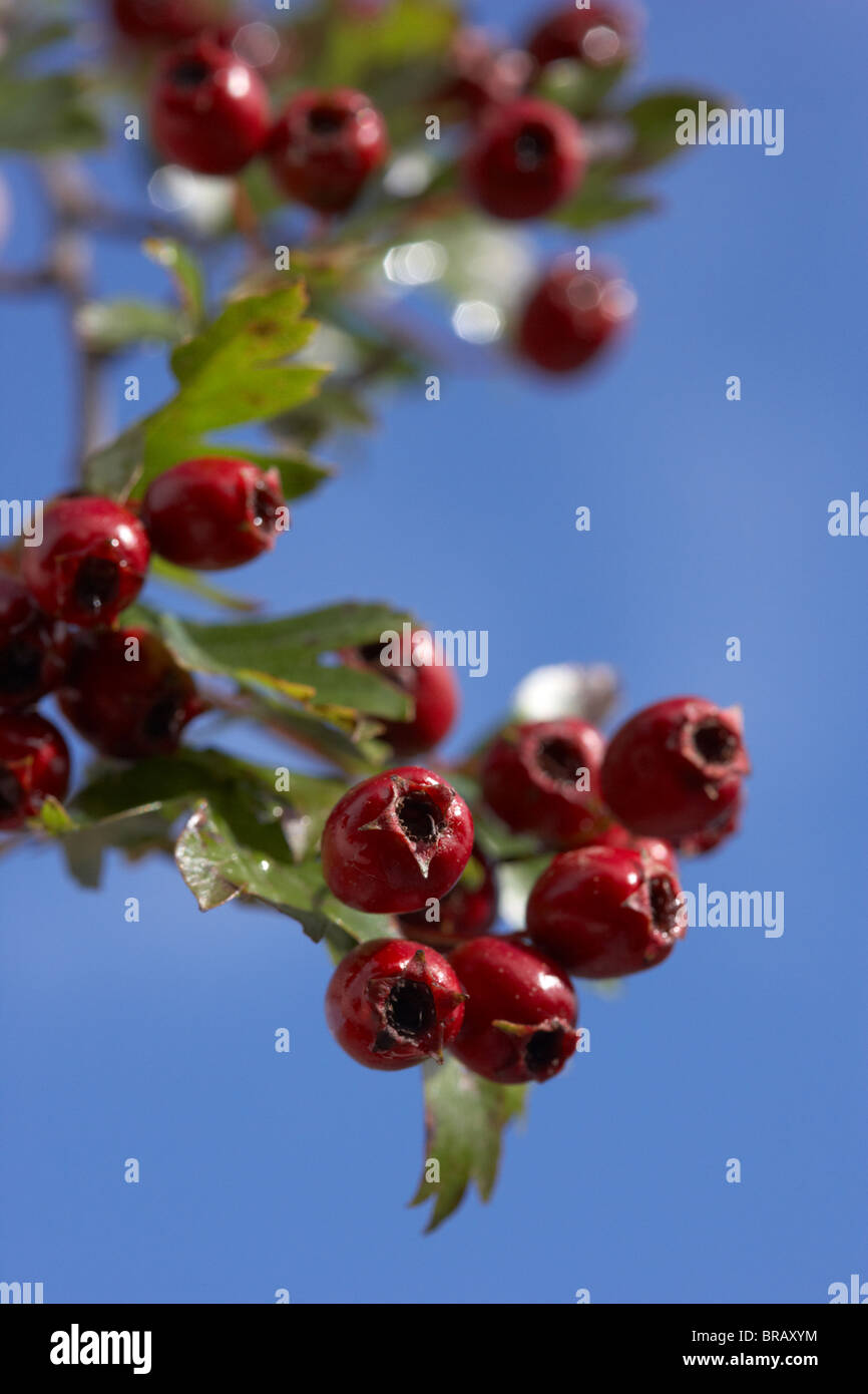 wild natural berries on the common hawthorn crataegus monogyna tree in ...