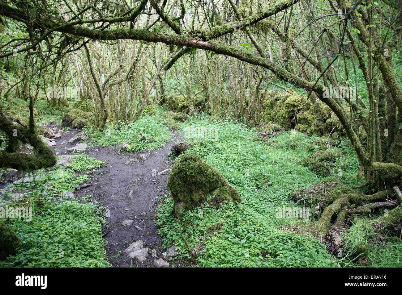 Monk's Dale, Derbyshire, Peak District National Park, England, UK Stock ...
