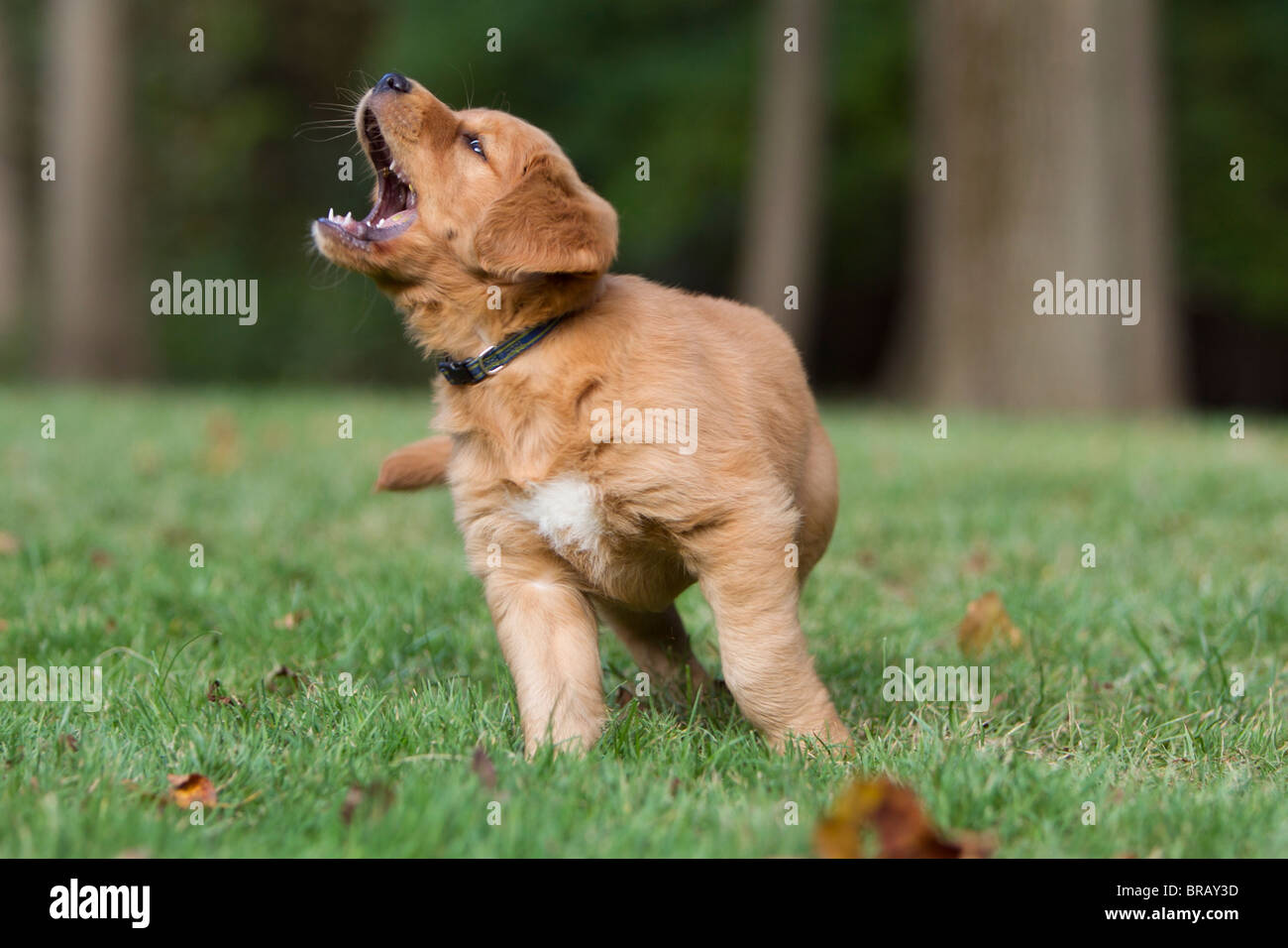 Angry Golden Retriever
