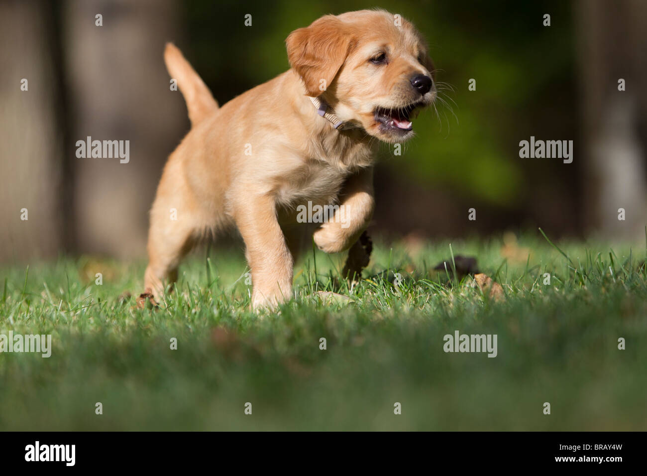 A 7 week old golden retriever puppy chasing something Stock Photo - Alamy