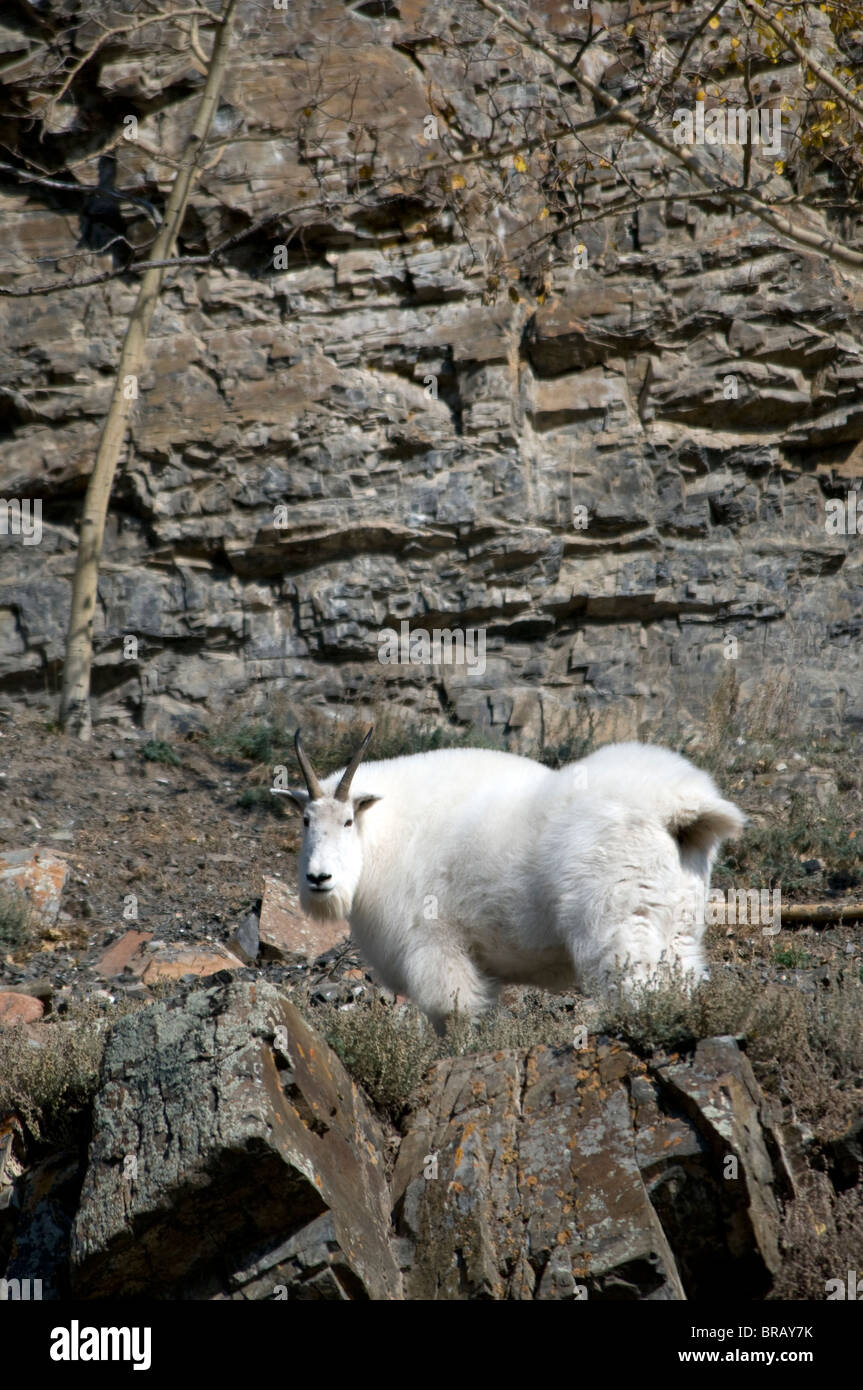 mountain goat-oreamnos americanus-yukon-canada-2008 Stock Photo - Alamy