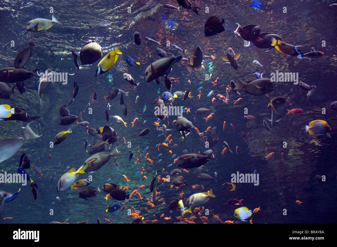 Philippine fish hi-res stock photography and images - Alamy