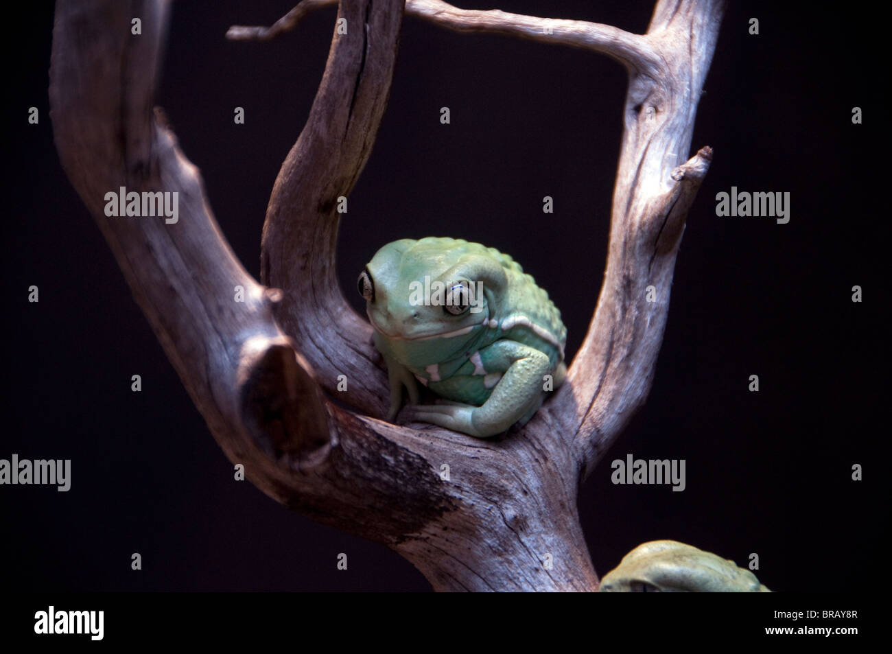 Waxy monkey tree frogs hi-res stock photography and images - Alamy