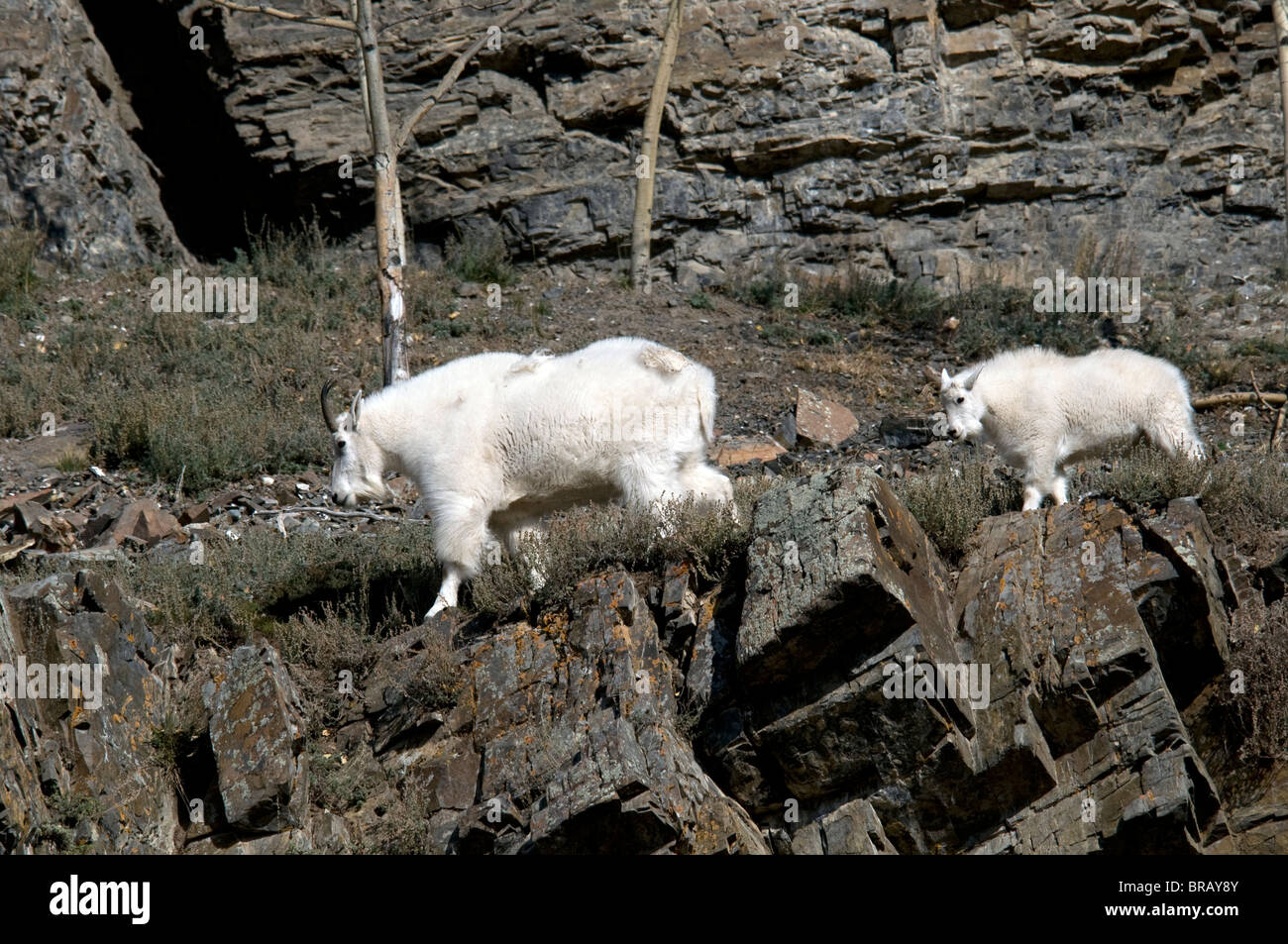 mountain goat-oreamnos americanus-yukon-canada-2008 Stock Photo - Alamy
