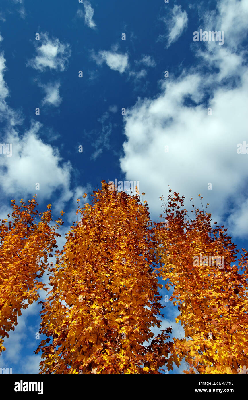Trees in the fall against a blue sky hi-res stock photography and ...