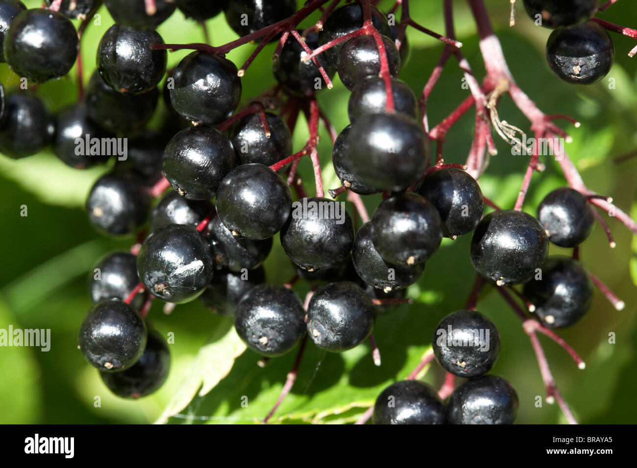 Elder berries hi-res stock photography and images - Alamy
