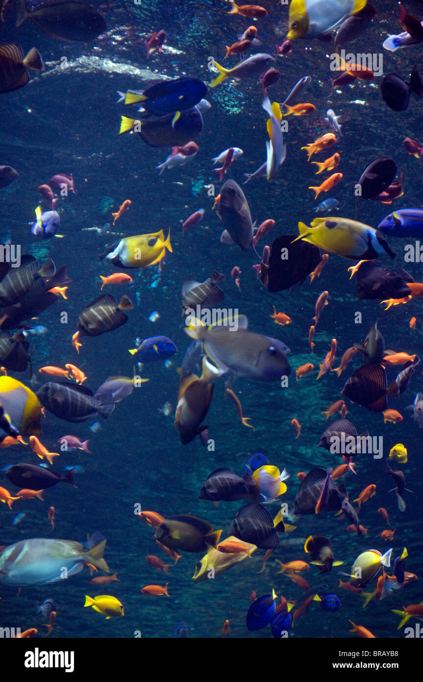 philippine coral reef fish-sf academy of science-ca-2008 Stock Photo ...