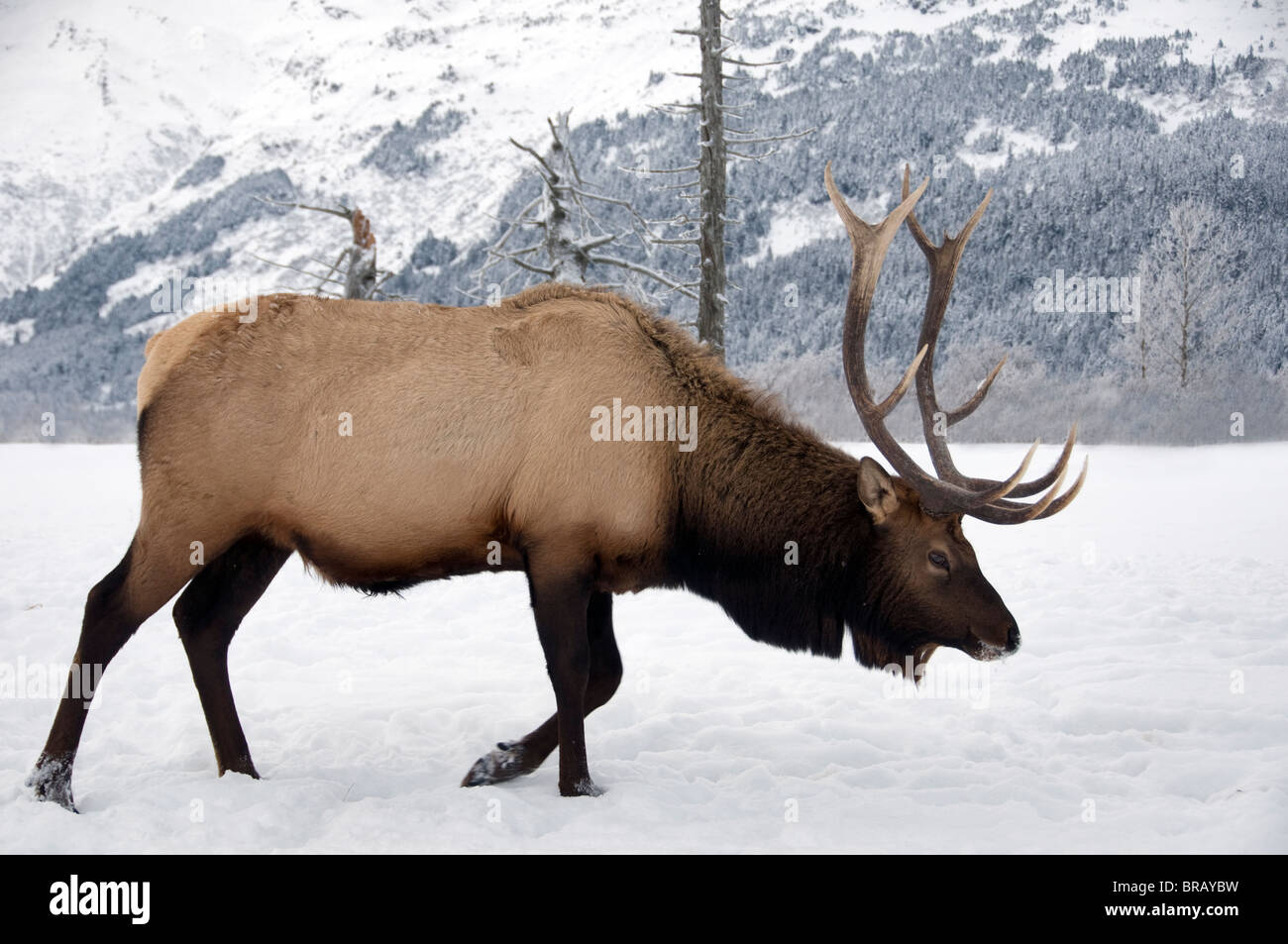 Elk winter hi-res stock photography and images - Alamy
