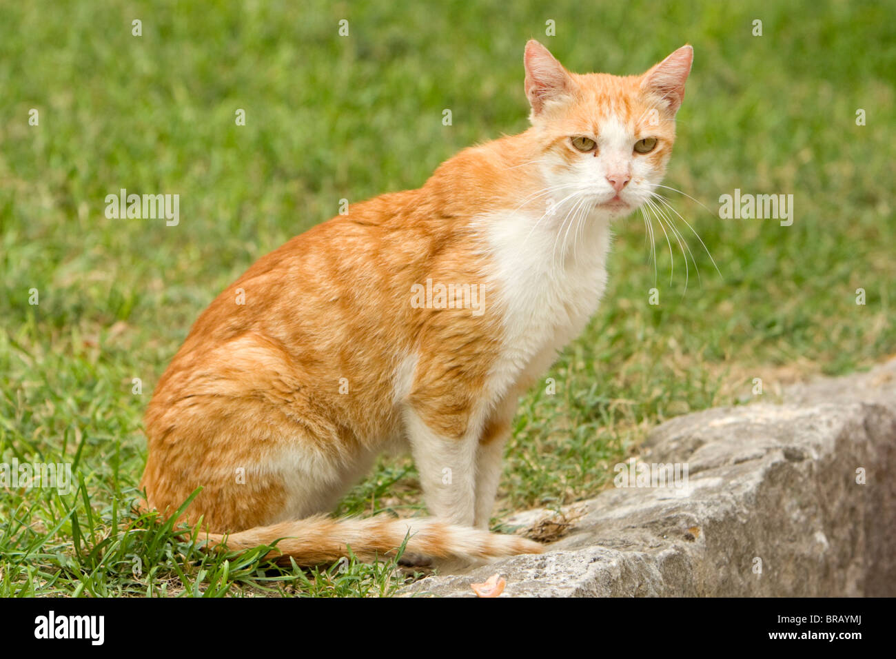 A skinny domestic Ginger Cat in Croatia Stock Photo - Alamy