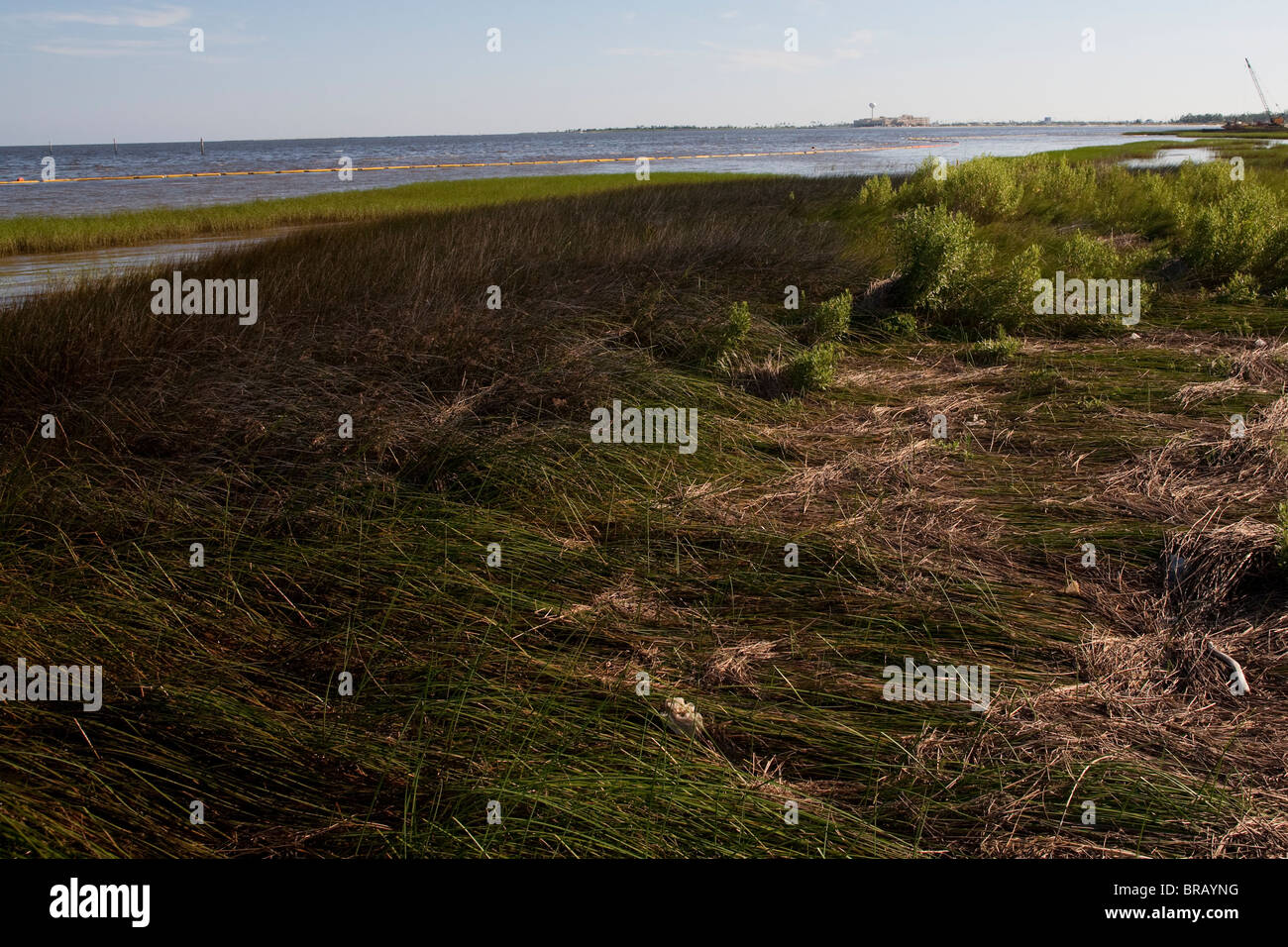 Oil from the BP Deepwater-Horizon oil spill in the Gulf of Mexico ...