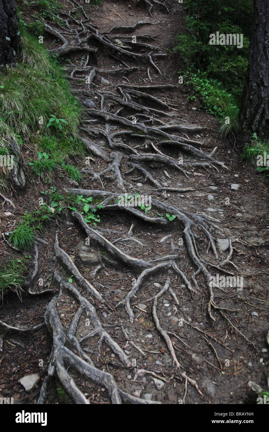A tricky tree root covered path in subalpine forest on the Pyrenean ...
