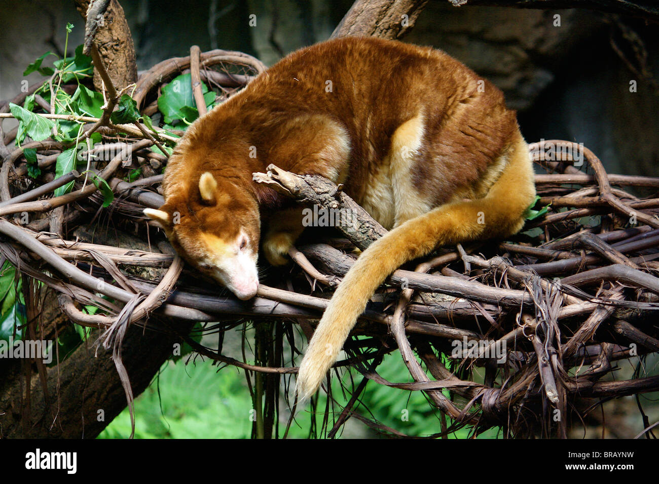 Tree kangaroo hi-res stock photography and images - Alamy