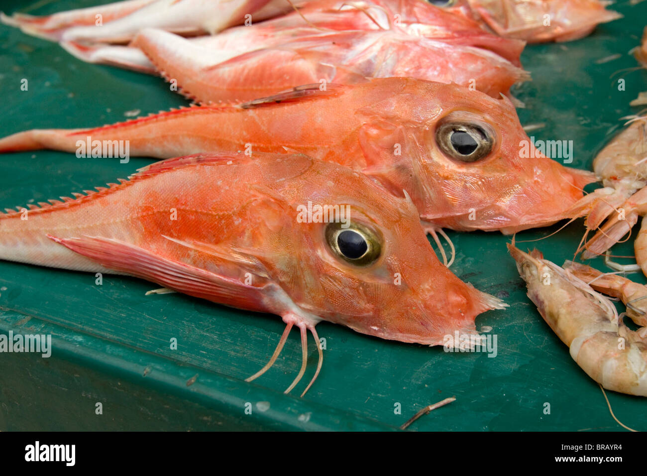 Gurnard Fish High Resolution Stock Photography and Images - Alamy