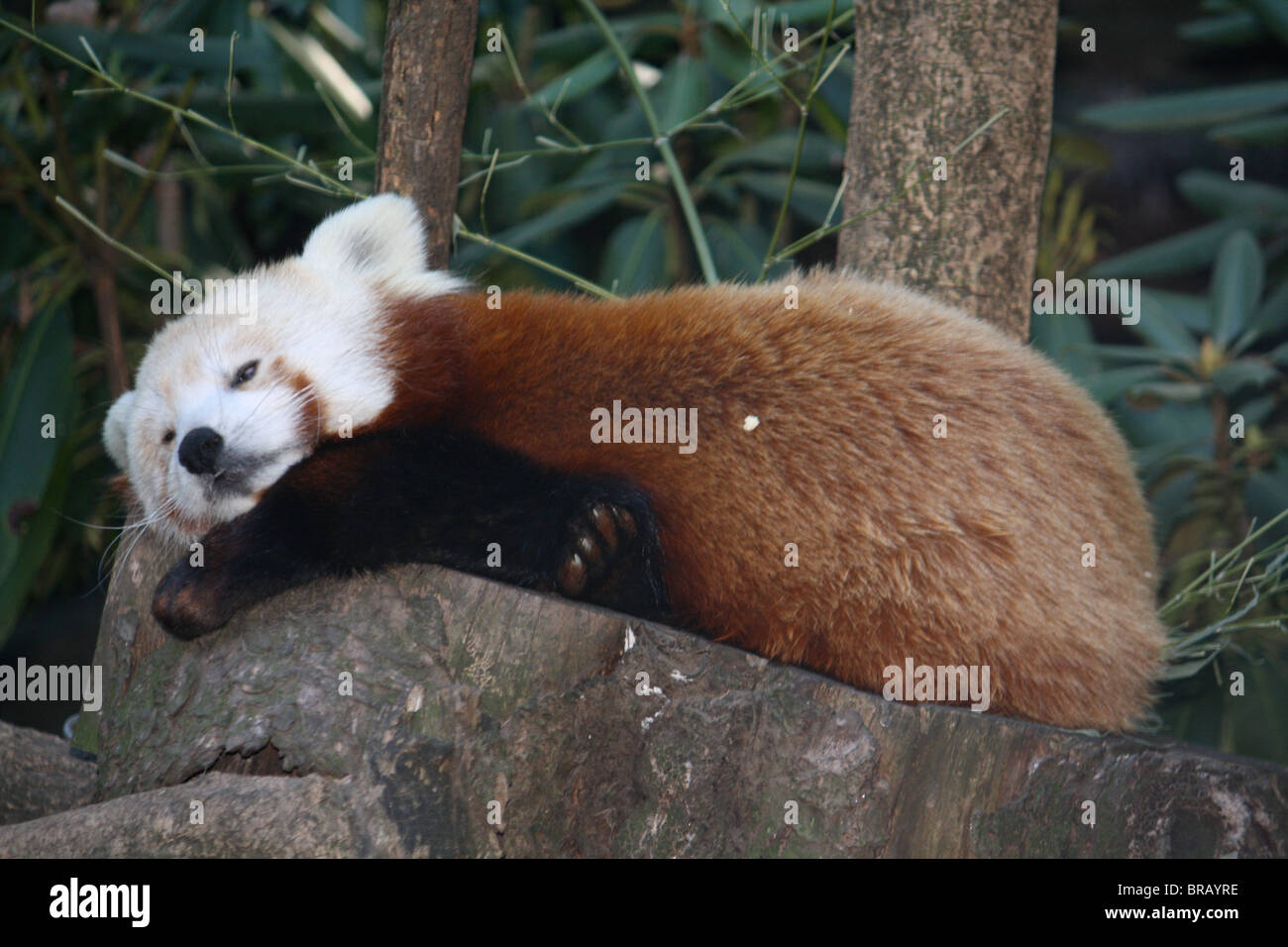 Red Panda resting on a rock Stock Photo - Alamy