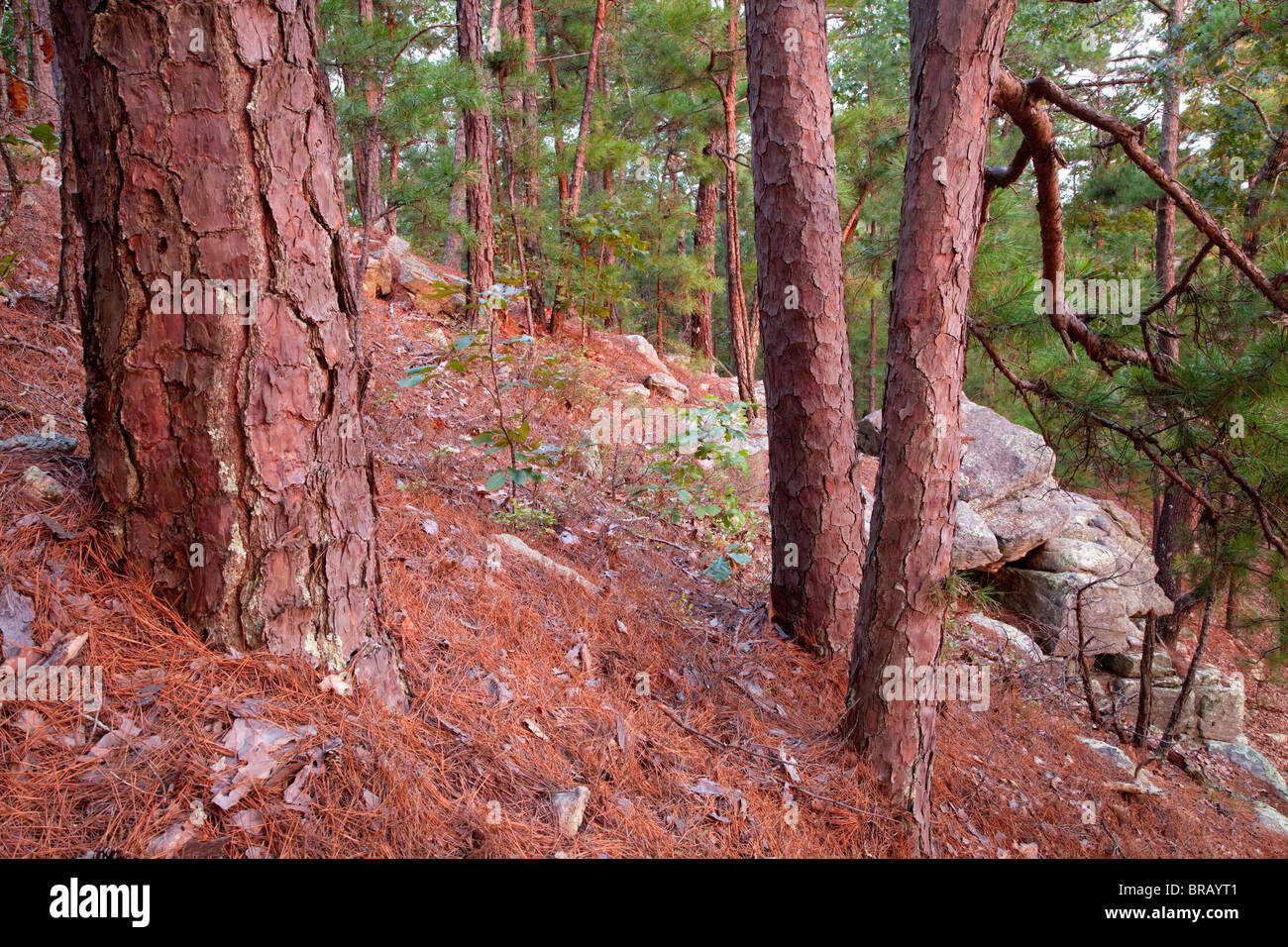 National mark hi-res stock photography and images - Alamy