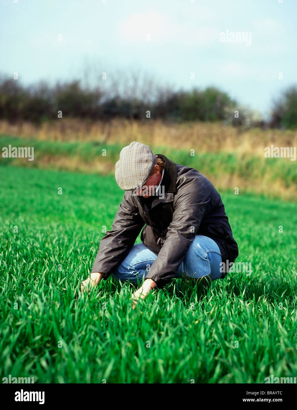 Farmer Inspecting Grass Before Ensilage Stock Photo - Alamy