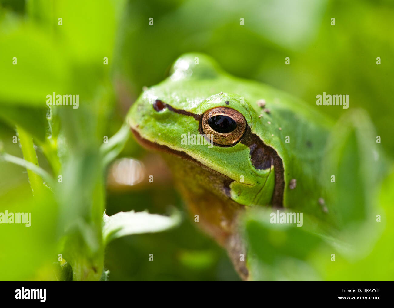 Close up of a little spring green frog hidden in grass Stock Photo - Alamy