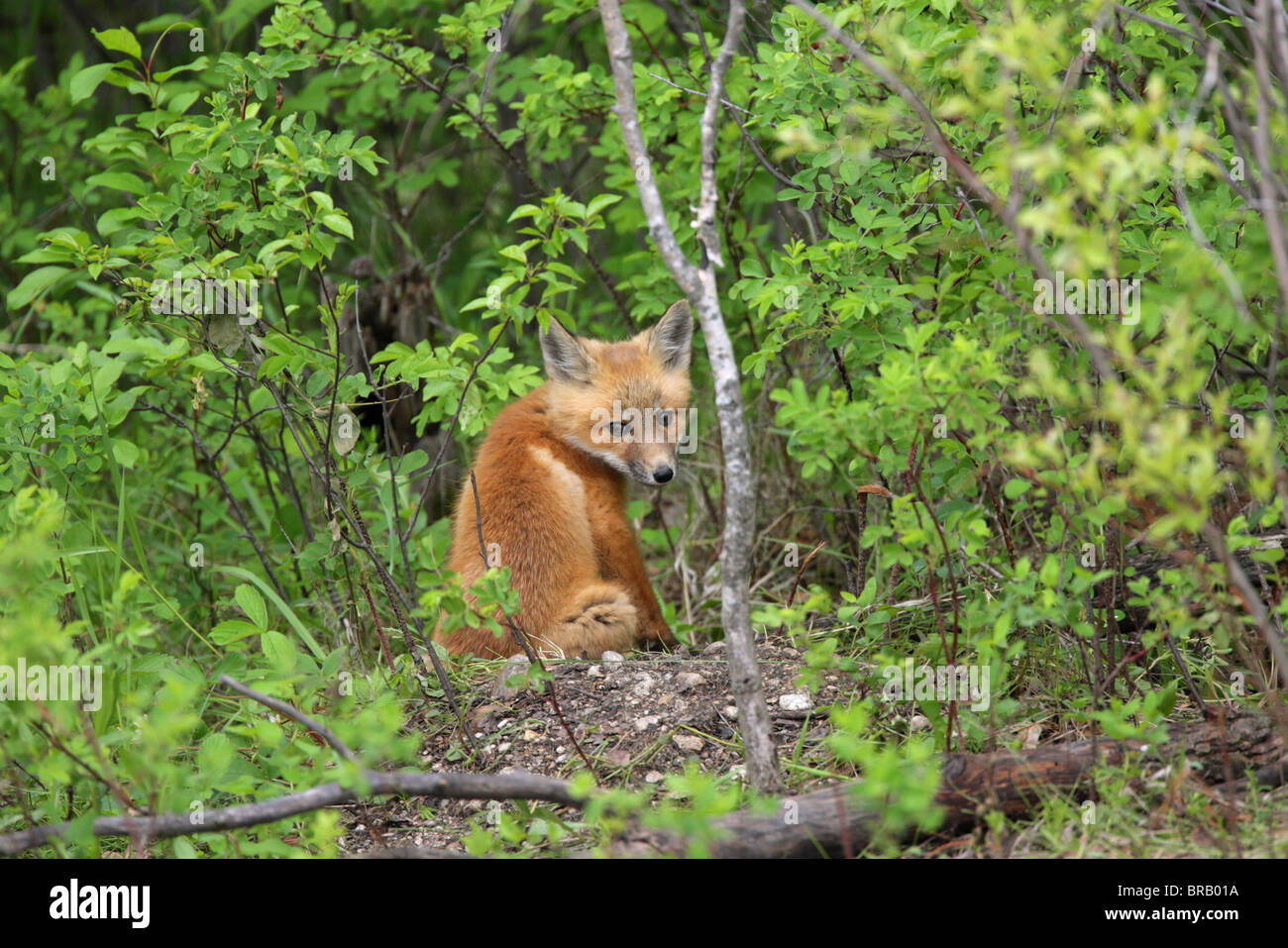 Red Fox Vulpes vulpes cub with eye contact sitting by its den in a ...
