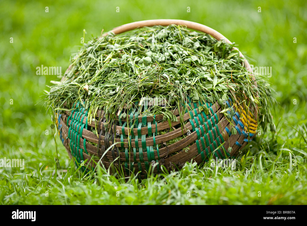 Basket with clover for feeding farm animals Stock Photo - Alamy