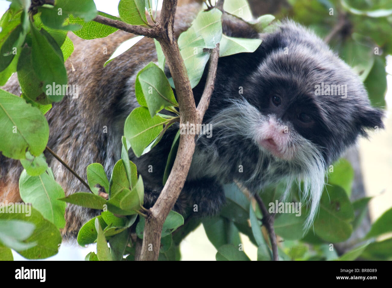 Emperor tamarin hi-res stock photography and images - Alamy