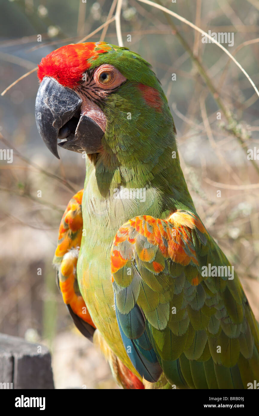 Military macaw ara militaris parrot hi-res stock photography and images ...