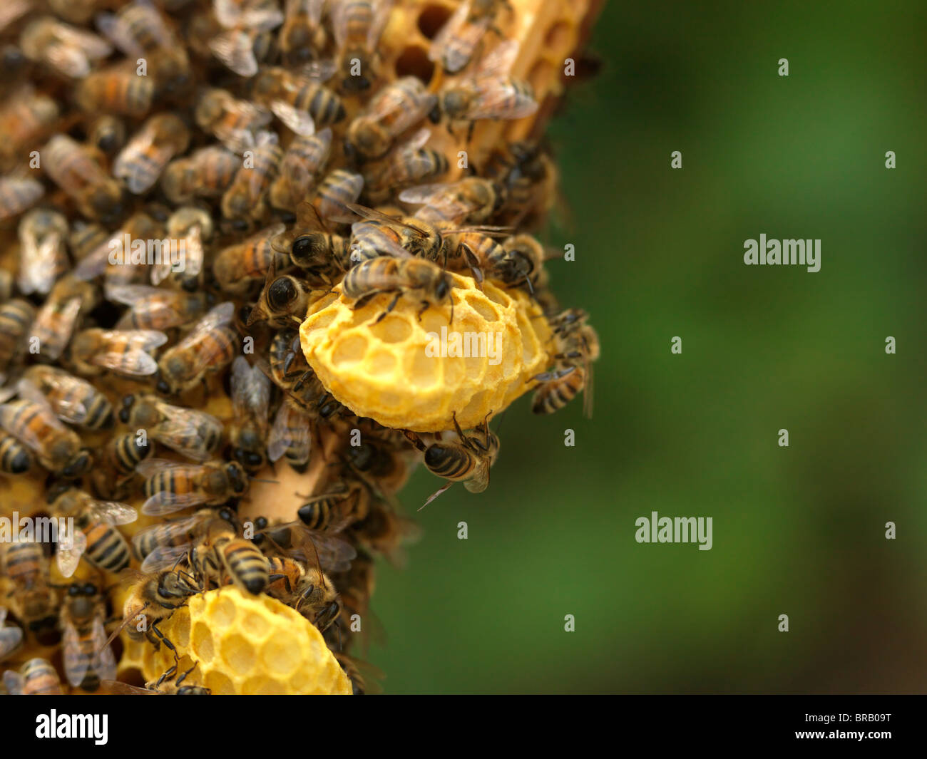 Worker bee cells hi-res stock photography and images - Alamy