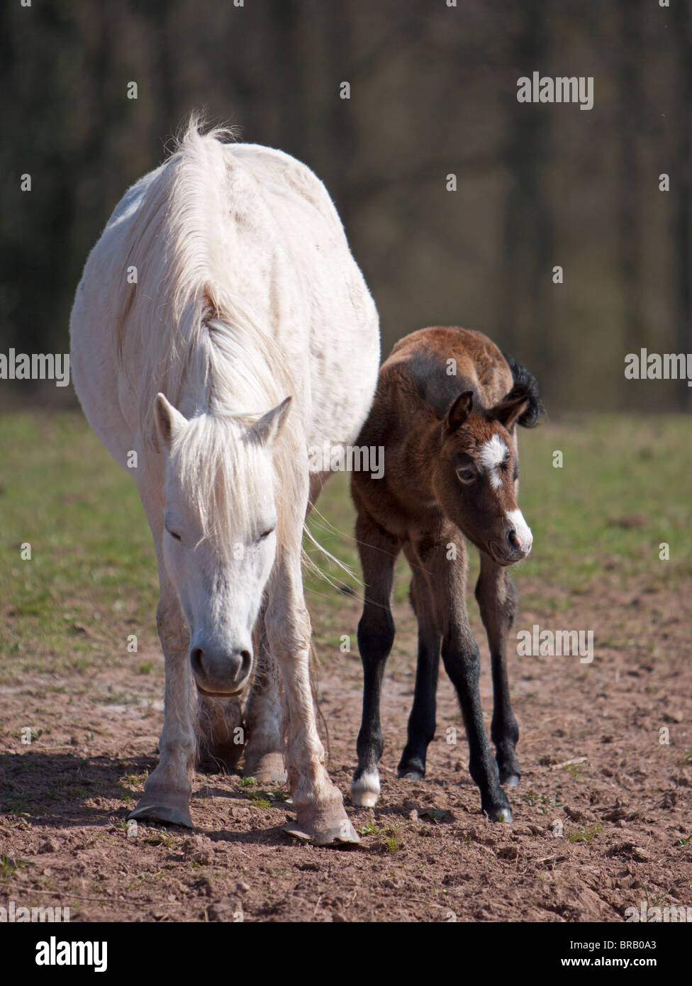Grey Welsh Mountain pony mare with her very young brown foal Stock ...