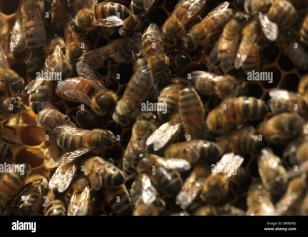 Queen bee cell hi-res stock photography and images - Alamy