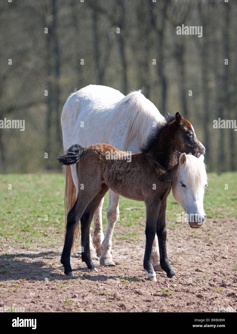 Grey Welsh Mountain pony mare with her very young brown foal Stock ...