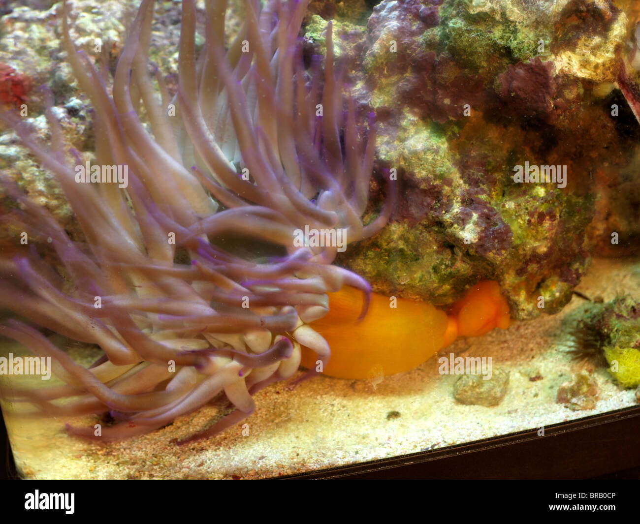 Anemone fish atlantic hi-res stock photography and images - Alamy