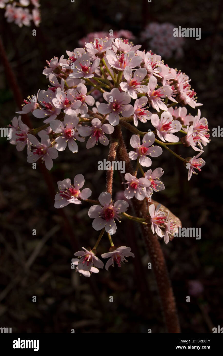 Darmera peltata hi-res stock photography and images - Alamy