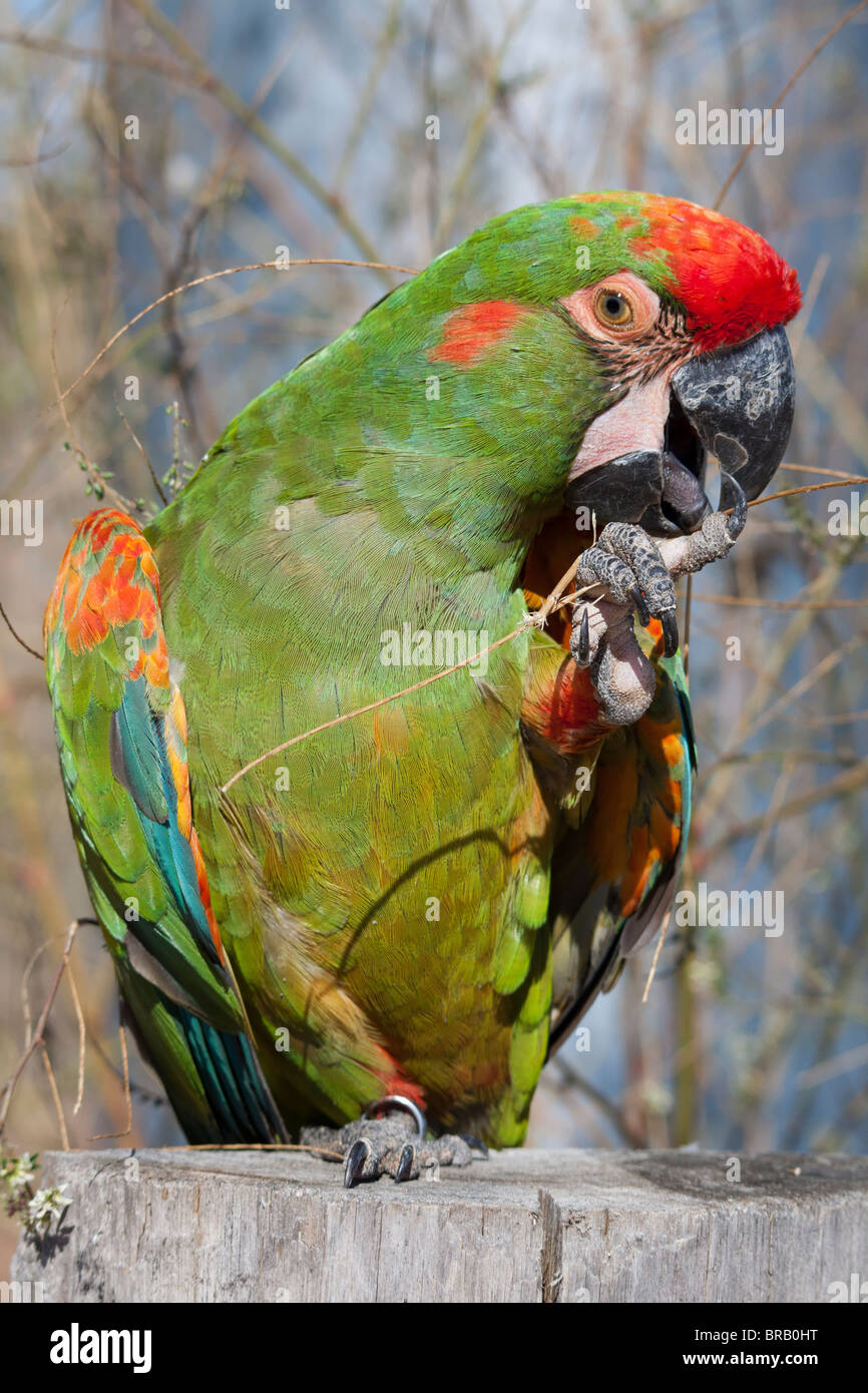 Military Macaw (Ara militaris Stock Photo - Alamy