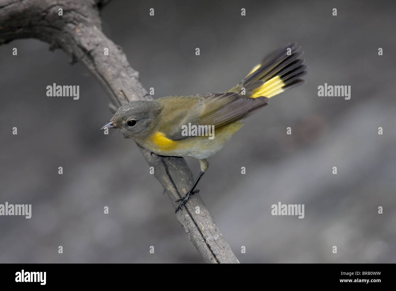 Female American Redstart Perched on a Branch Stock Photo - Alamy