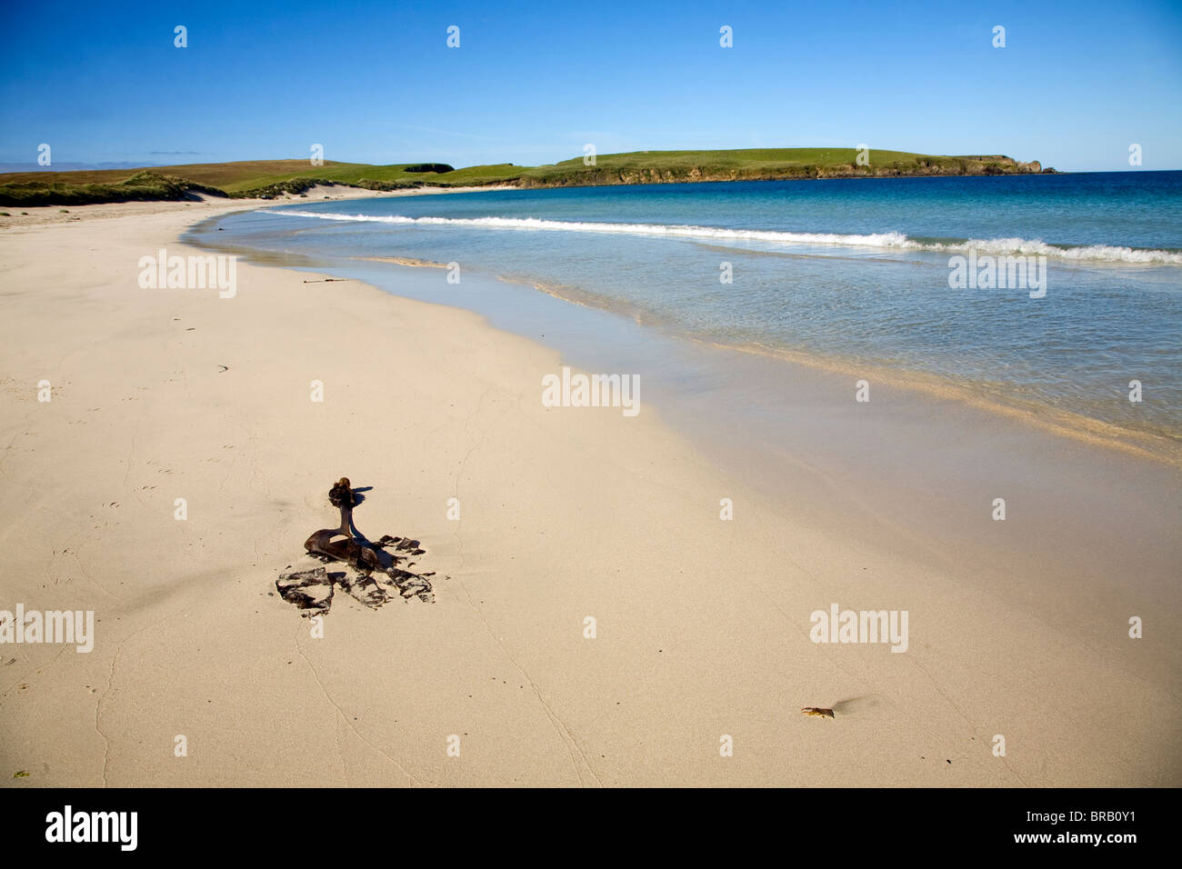 Sandy beach, Bay of Scousburgh, Shetland Islands, Scotland Stock Photo ...